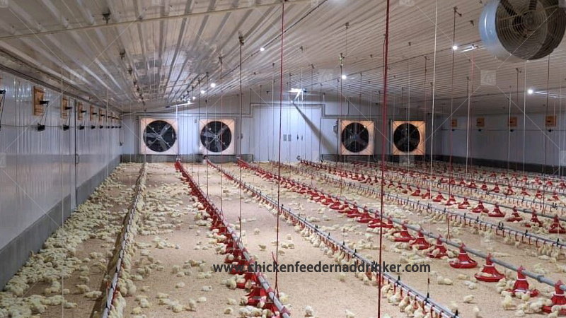 Solving Common Faults in The Water Line And Feed Line of Chicken ...