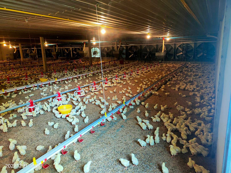 How to use automated chicken equipment to raise chickens scientifically ...
