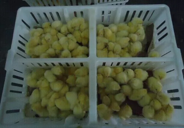 Plastic Chick Transport Cages Chicken Transport Boxes Poultry Transfer ...