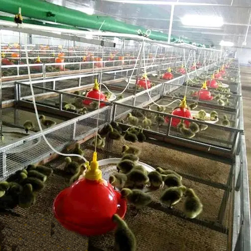 Plasson Chicken Drinker with White Water Pot Automatic Bell Water ...