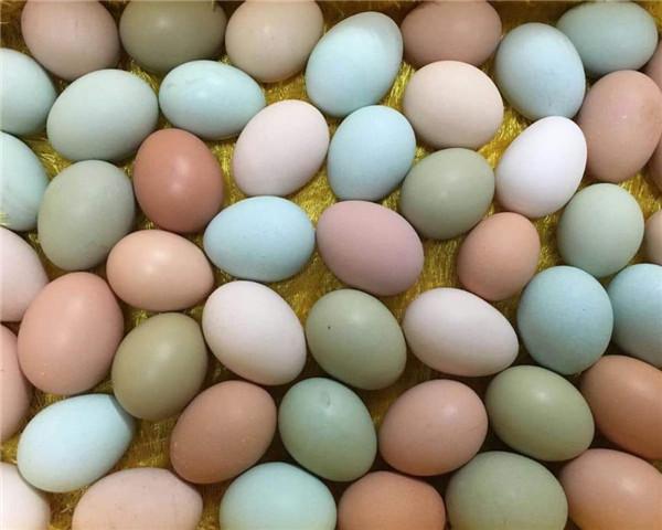 layers news - Long Mu Animal Husbandry