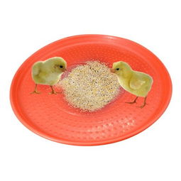 Baby Chicken Feeder Trays Poultry Farm PP Plastic Broiler Feeder Pan ...