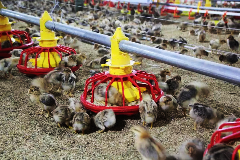 The New Poultry Automatic Feeding System Chicken Broiler Breeders ...